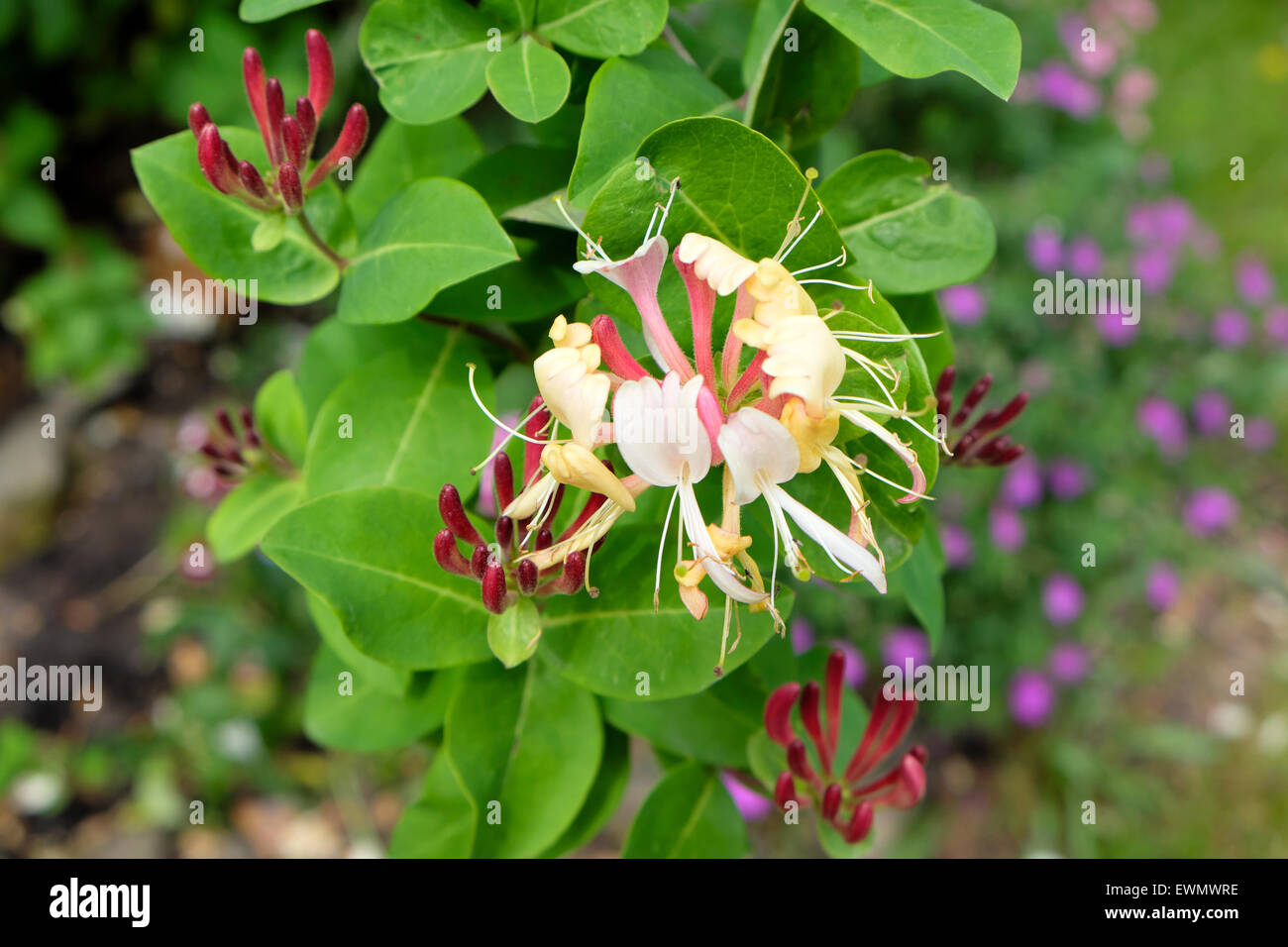 Honeysuckle Lonicera Periclymenum closeup view of climbing plant ...
