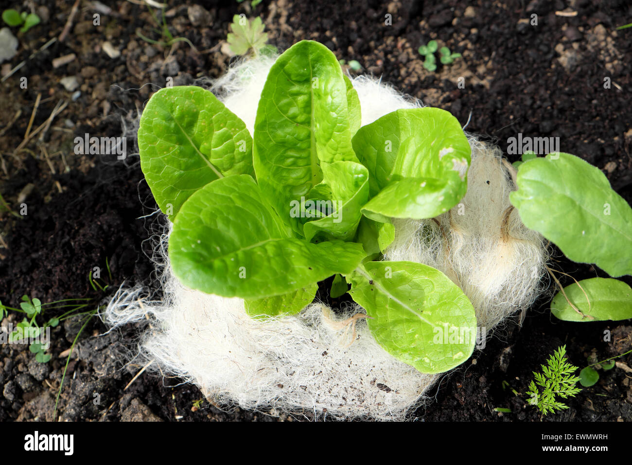 White sheeps wool used as a mulch surrounds a young green lettuce plant ...