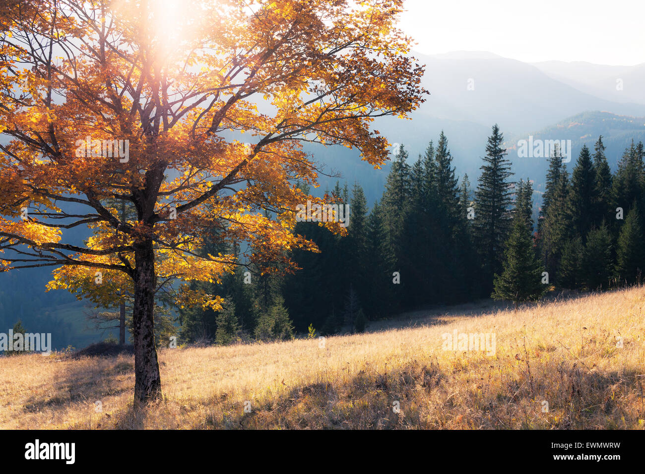 Fall colors tree Stock Photo - Alamy