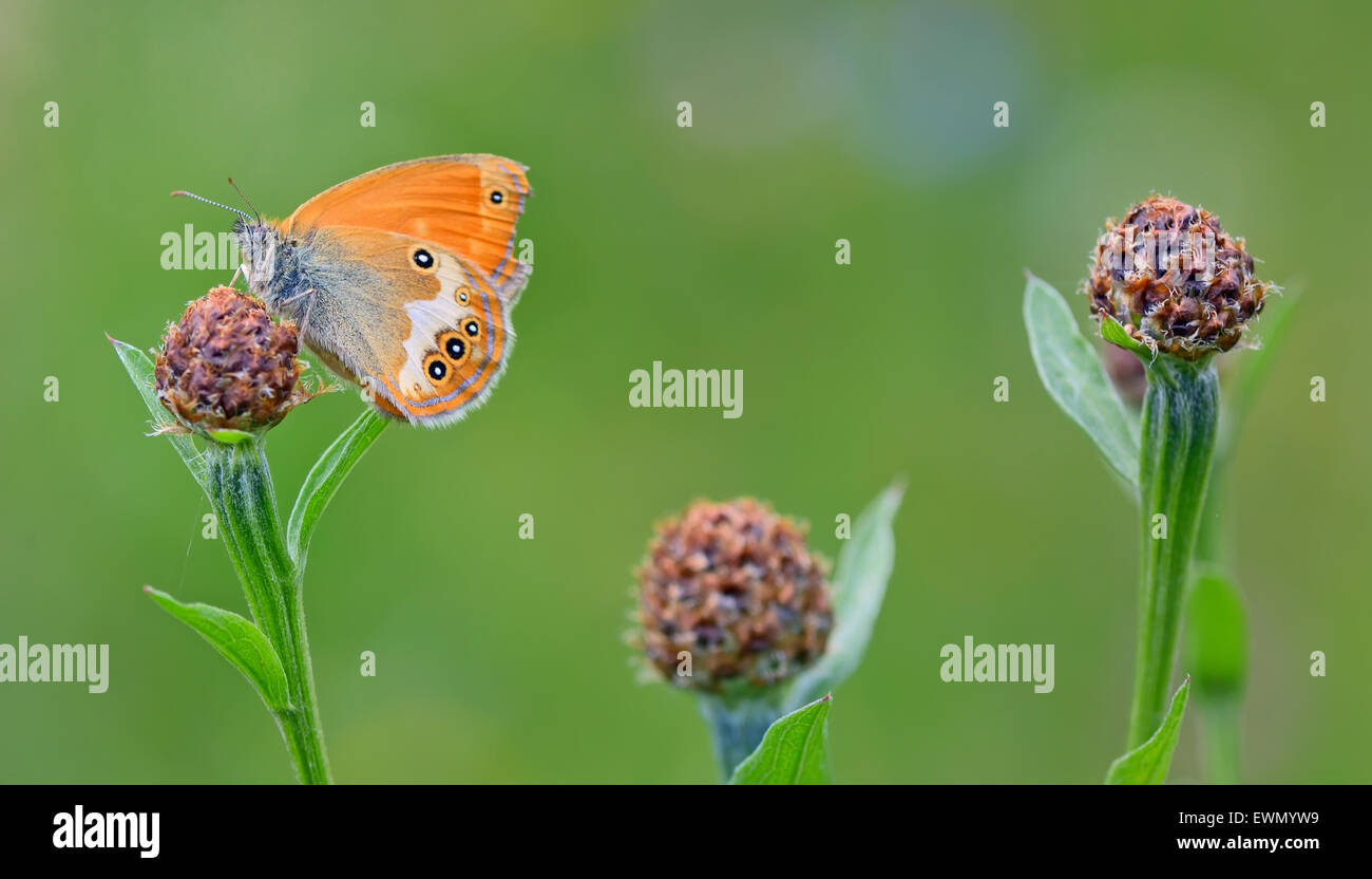 Monarch Butterfly in summer time Stock Photo - Alamy