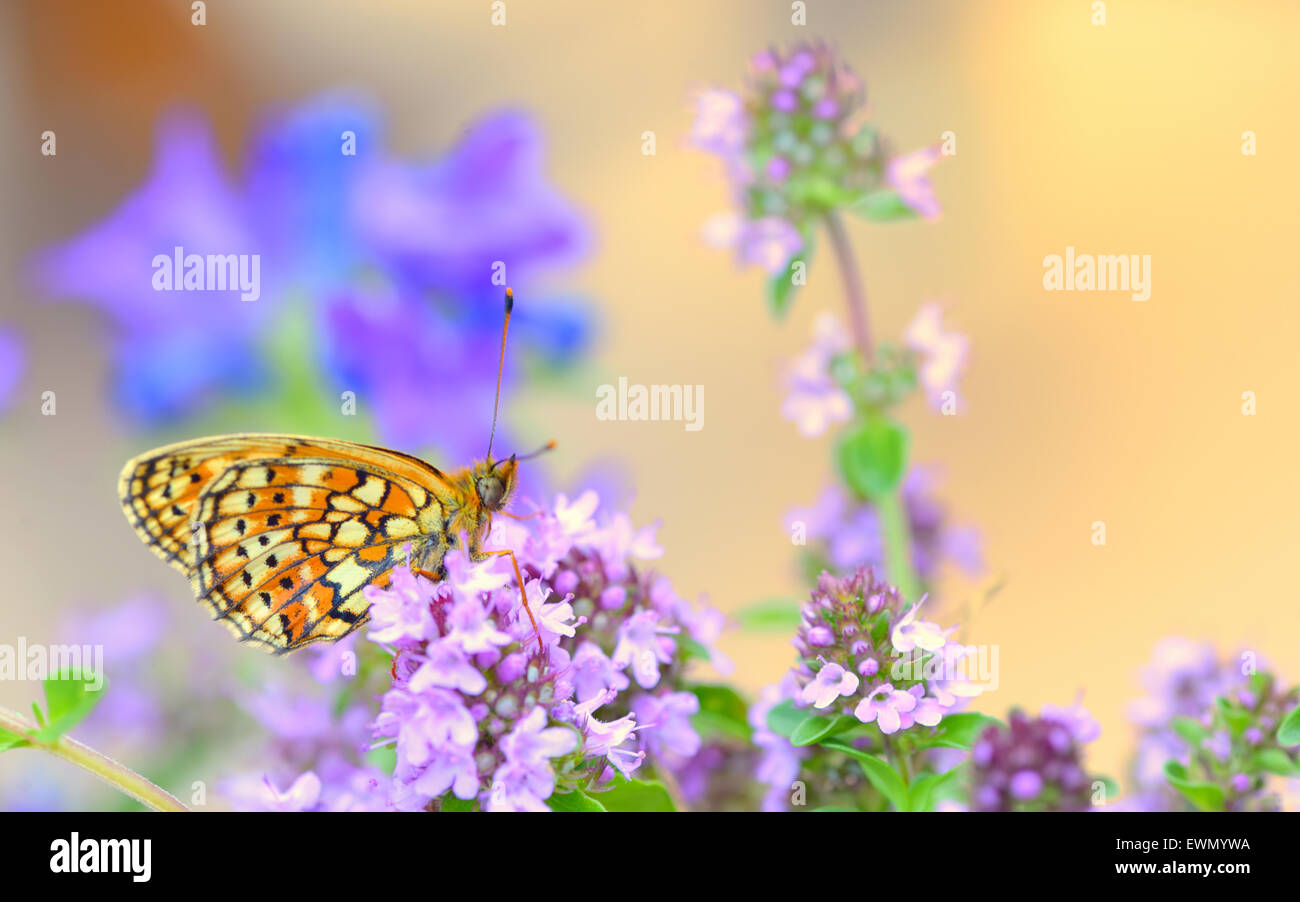 Monarch Butterfly in summer time Stock Photo - Alamy