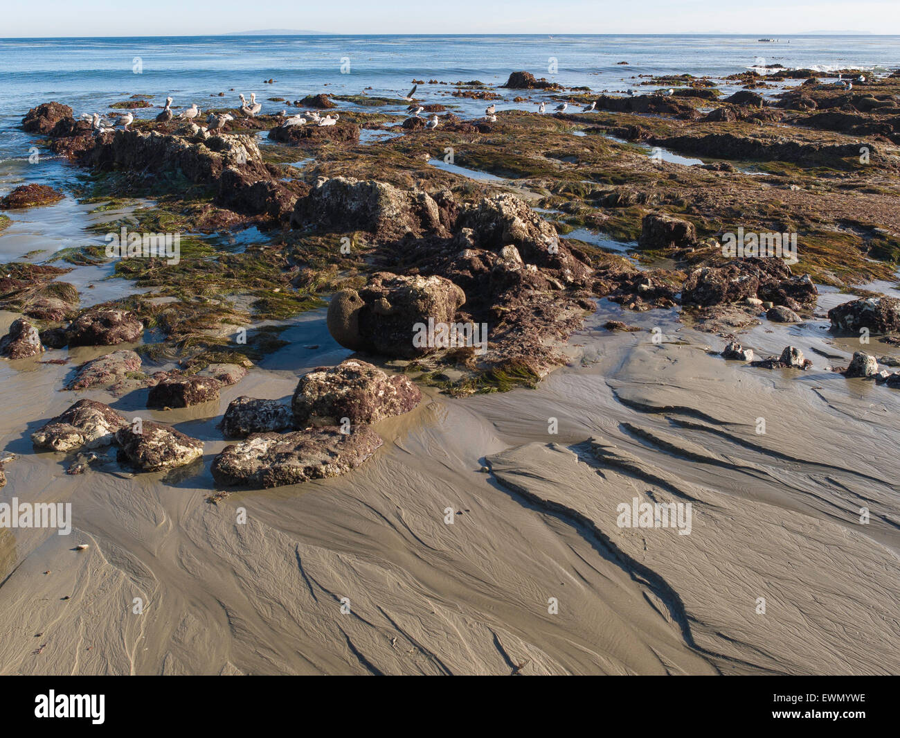 Sea birds in California Stock Photo - Alamy