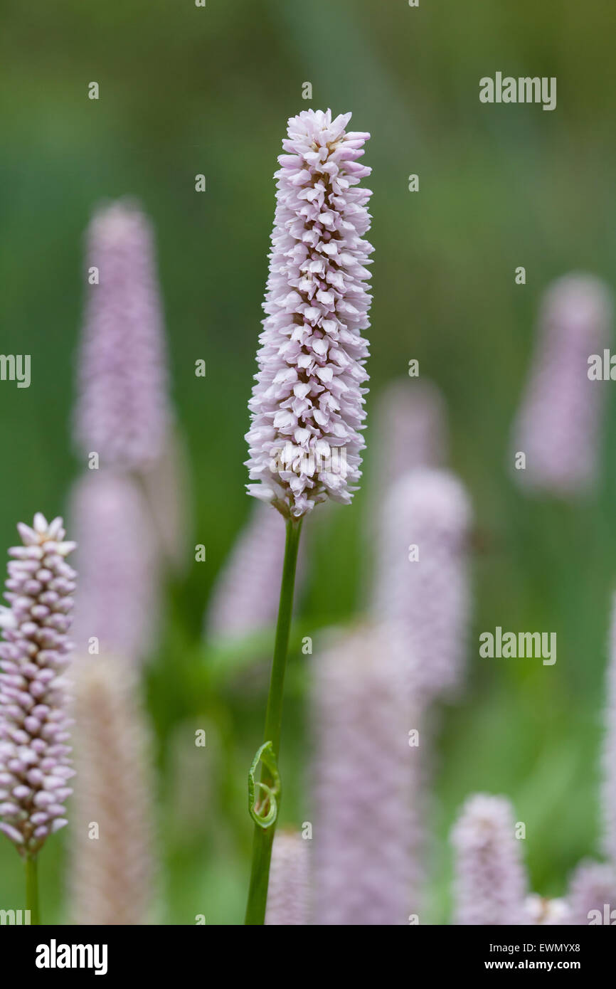 Persicaria bistorta - Superba Stock Photo - Alamy
