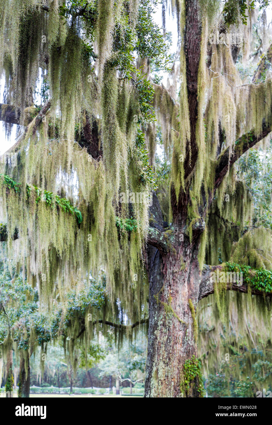 Moss draped tree hi-res stock photography and images - Alamy