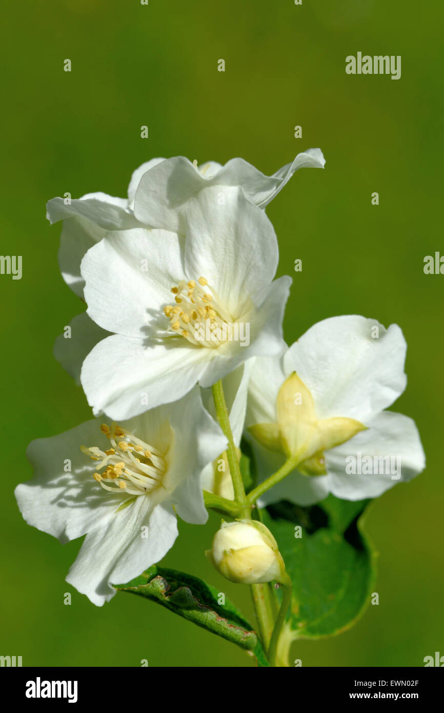Mock orange philadelphus hi-res stock photography and images - Alamy