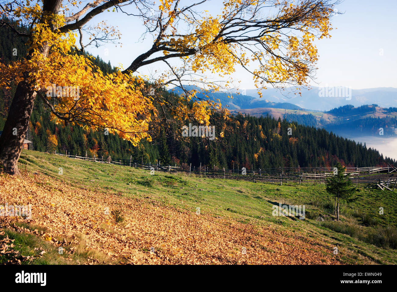 Fall colors tree Stock Photo - Alamy