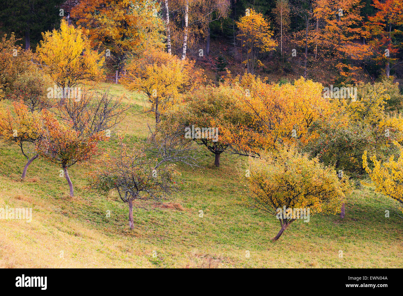 Fall colors trees Stock Photo - Alamy