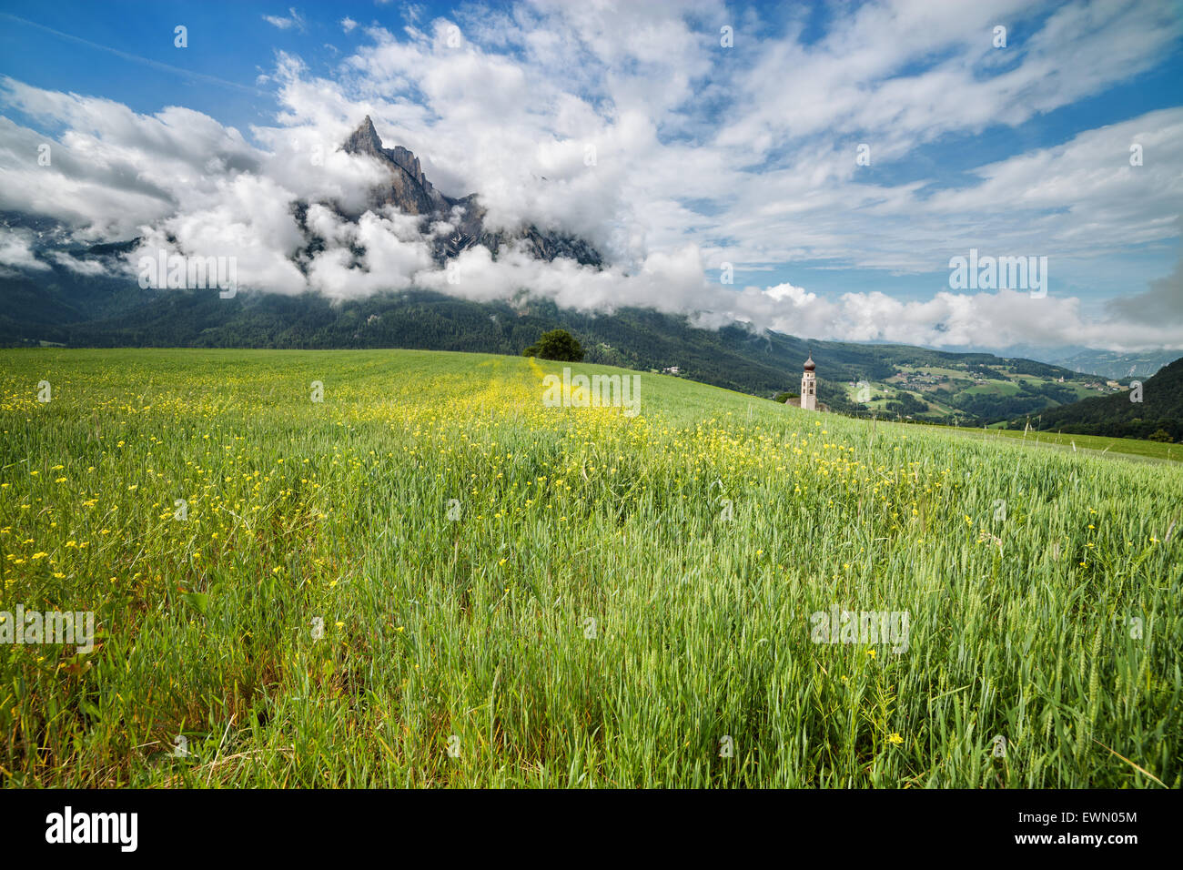 Summer alpine meadow Stock Photo - Alamy