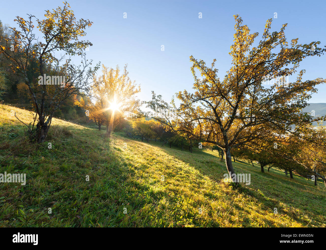 Summer garden at sunny morning Stock Photo - Alamy