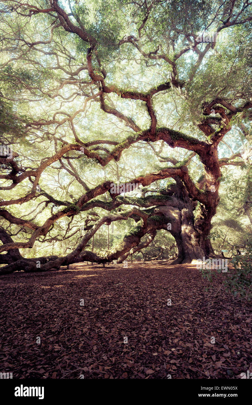 Angel oak tree hi-res stock photography and images - Alamy