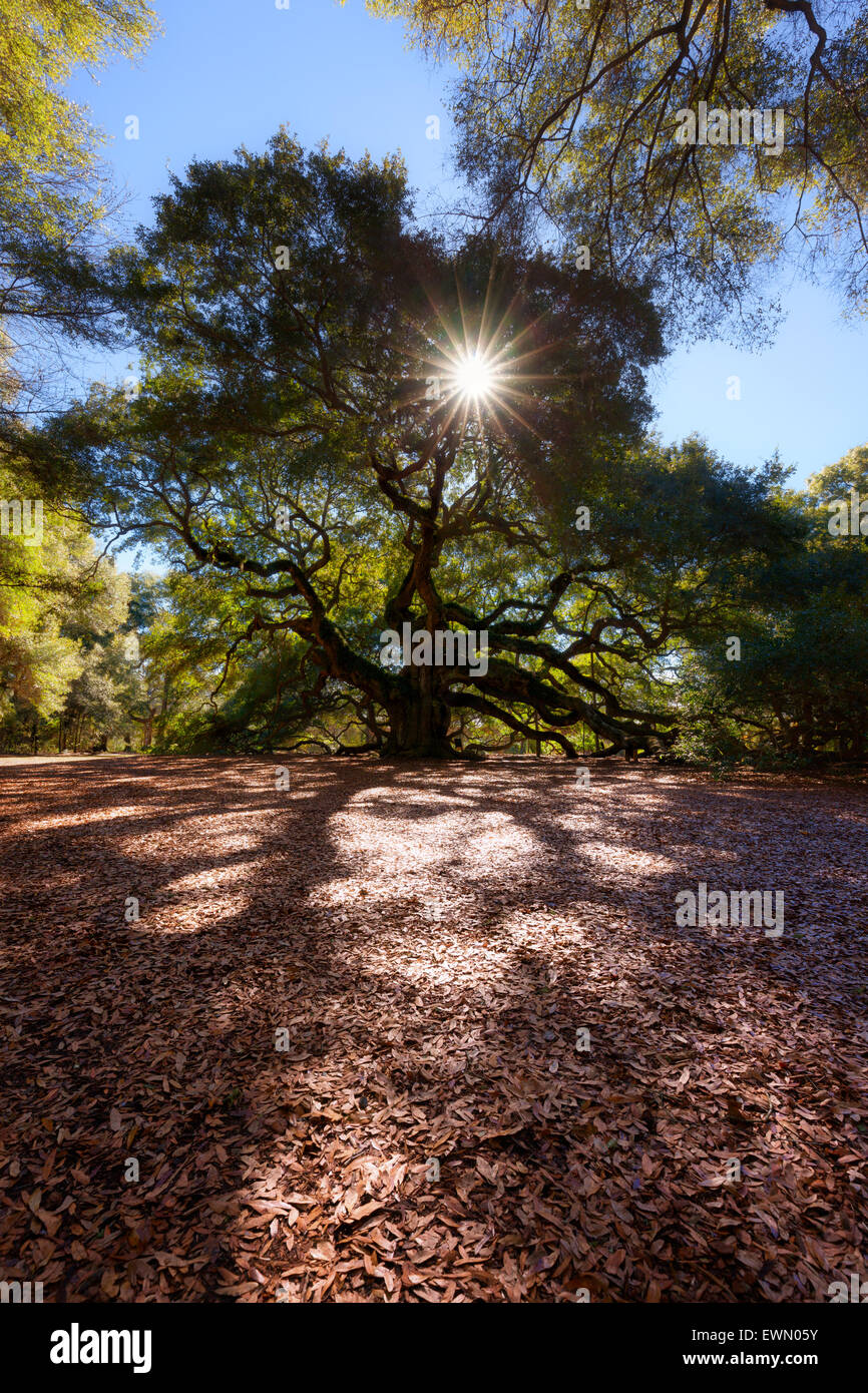 Angel oak tree hi-res stock photography and images - Alamy