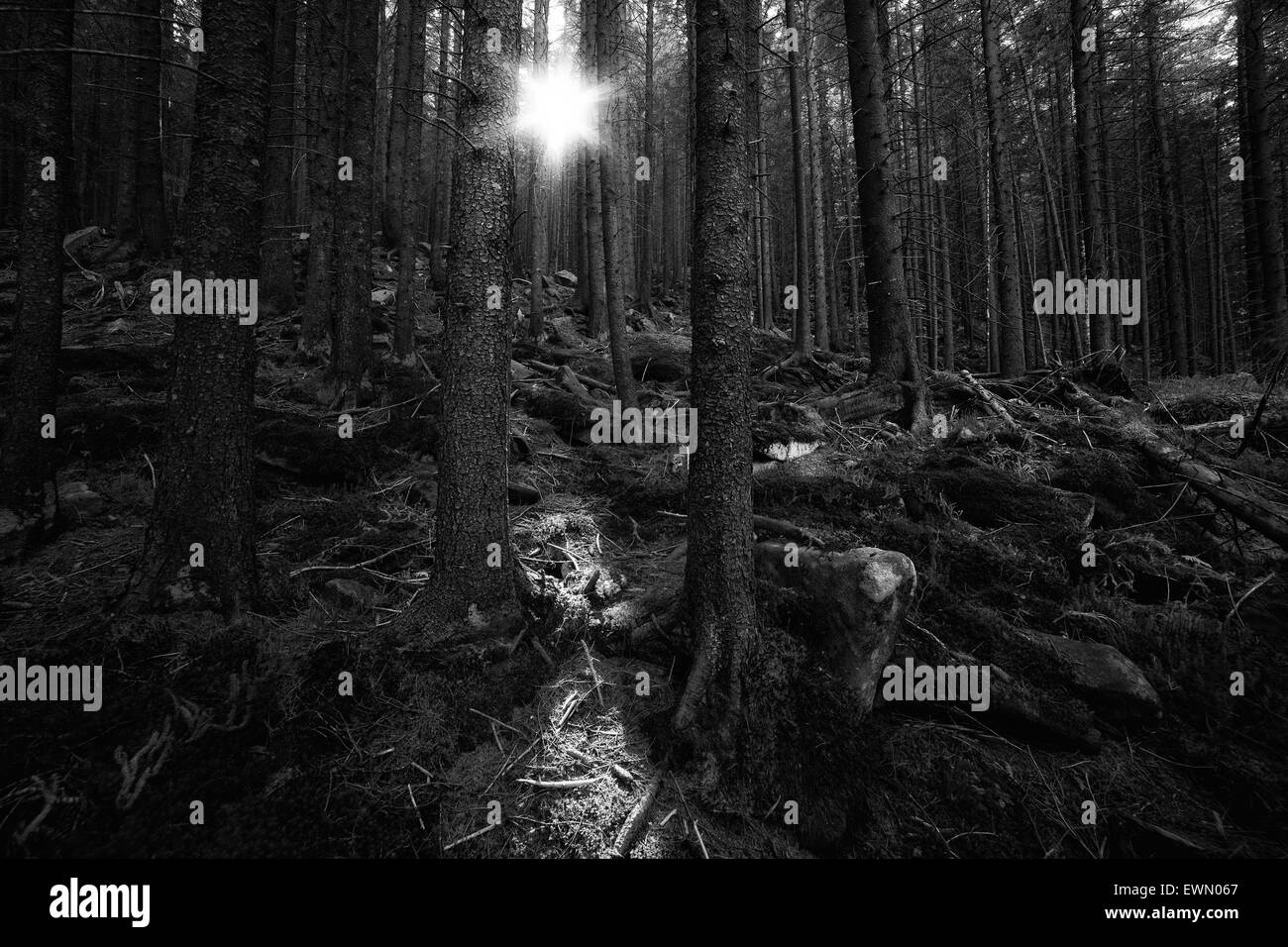 Deep old forest hi-res stock photography and images - Alamy