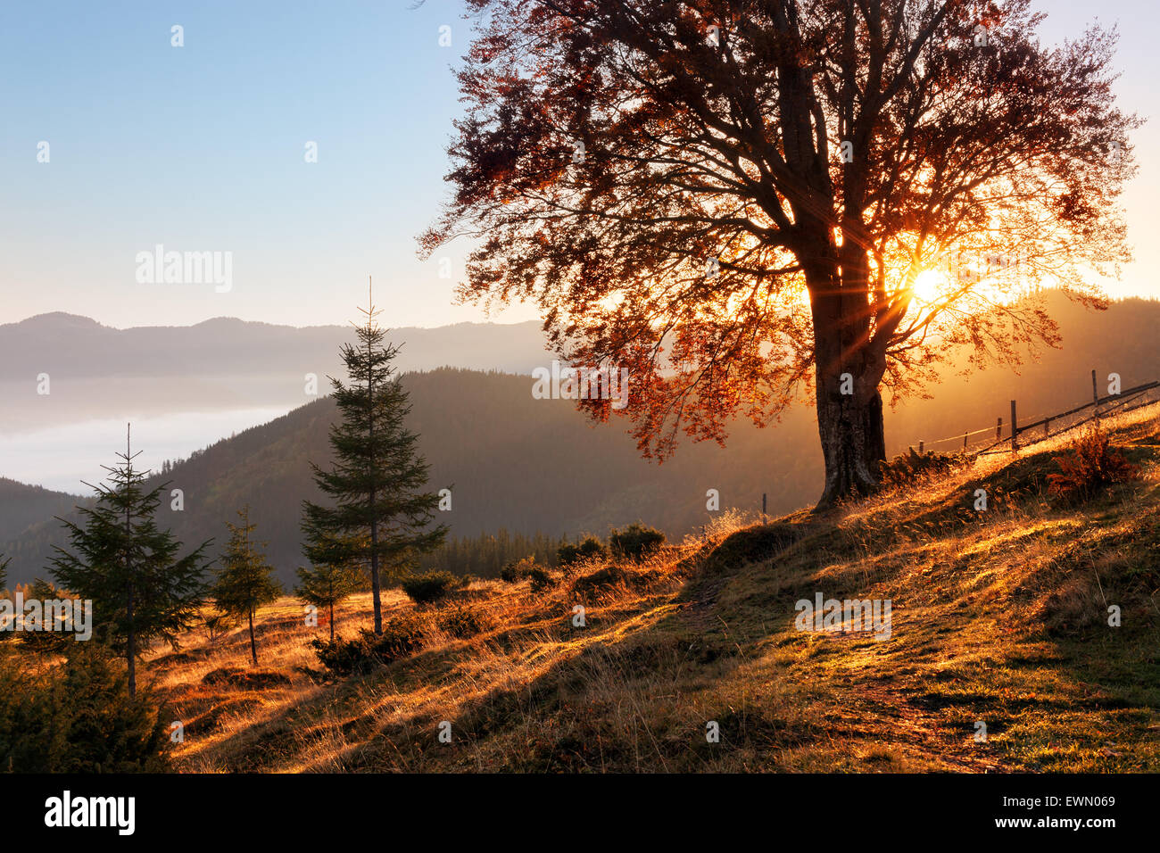 Fall colors tree Stock Photo - Alamy