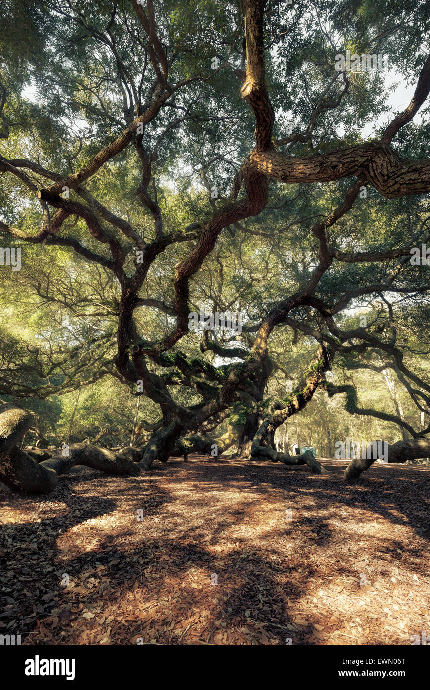 Angel Oak Tree, Charleston, South Carolina, USA Stock Photo - Alamy