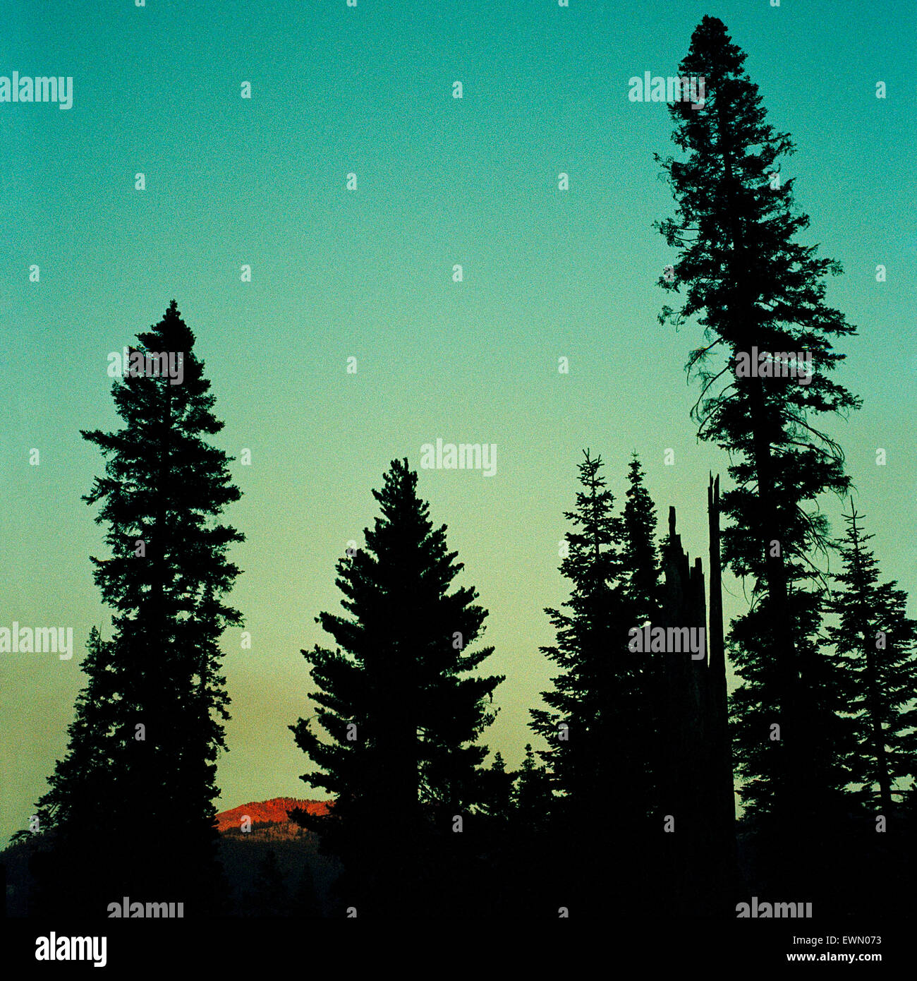 California red fir tree hi-res stock photography and images - Alamy