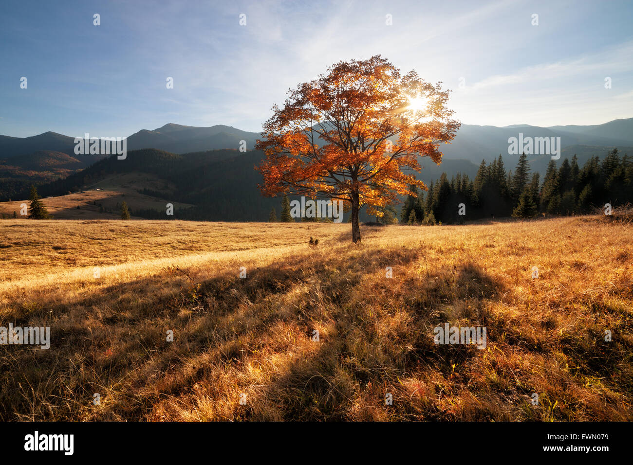 Fall colors tree Stock Photo - Alamy