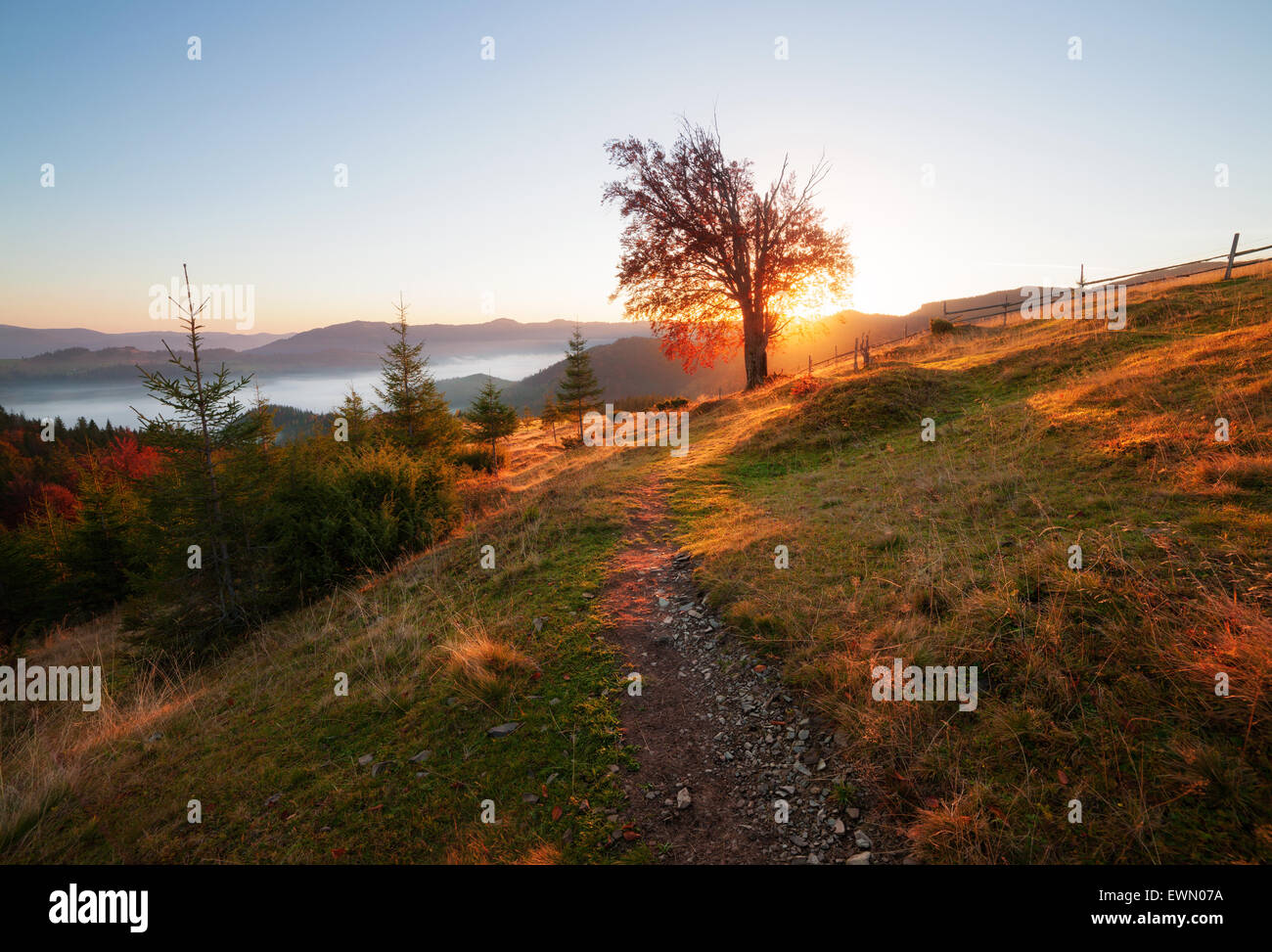 Fall colors tree Stock Photo - Alamy