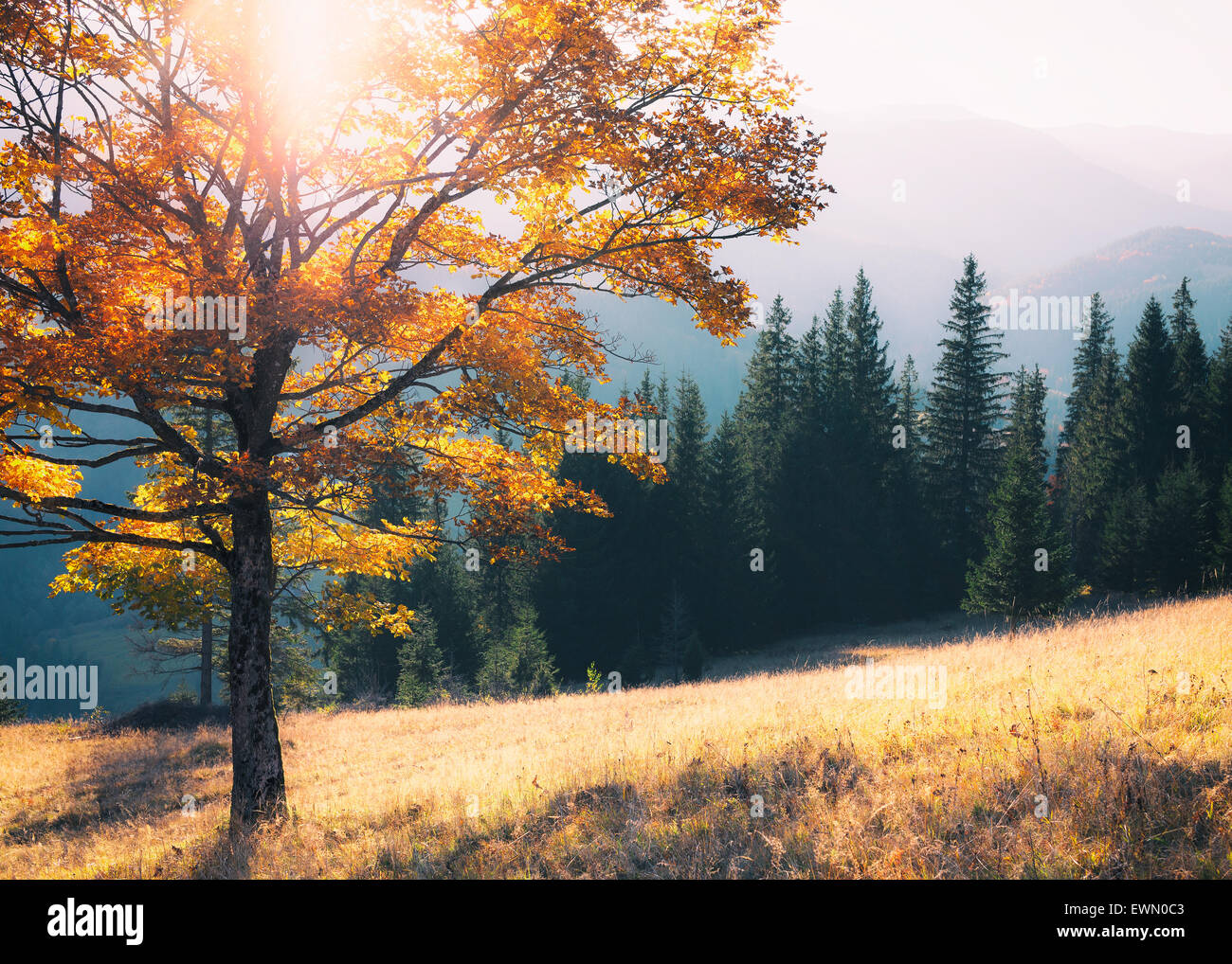 Fall colors tree Stock Photo - Alamy