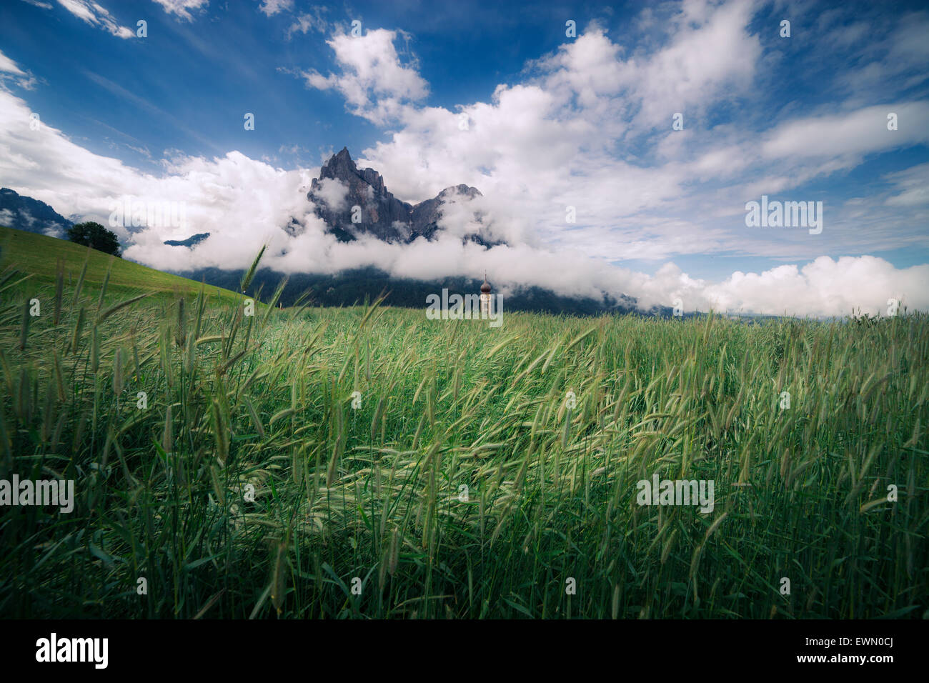 Summer alpine meadow. Dolomites mountains, Italy Stock Photo - Alamy