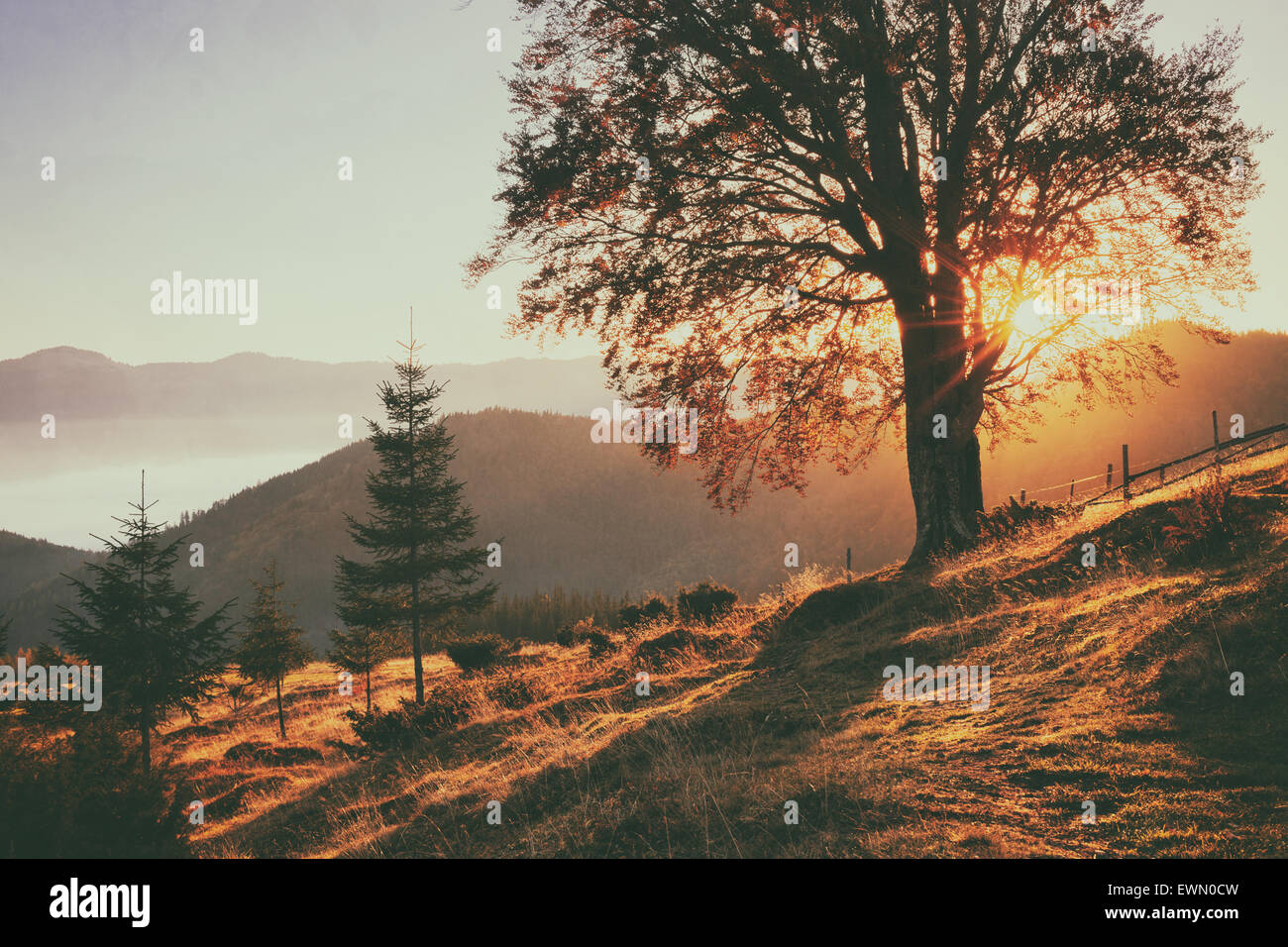 Vintage style photo of fall colors tree Stock Photo - Alamy