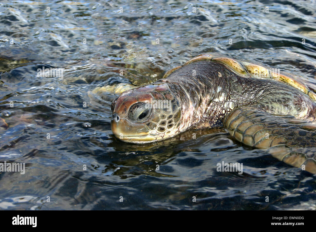Plastron turtle hi-res stock photography and images - Alamy