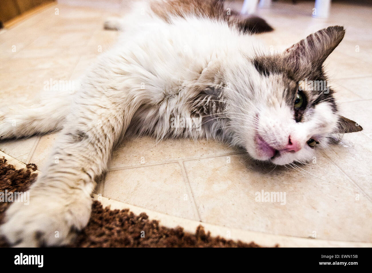 A big cat stretching out on the floor Stock Photo - Alamy
