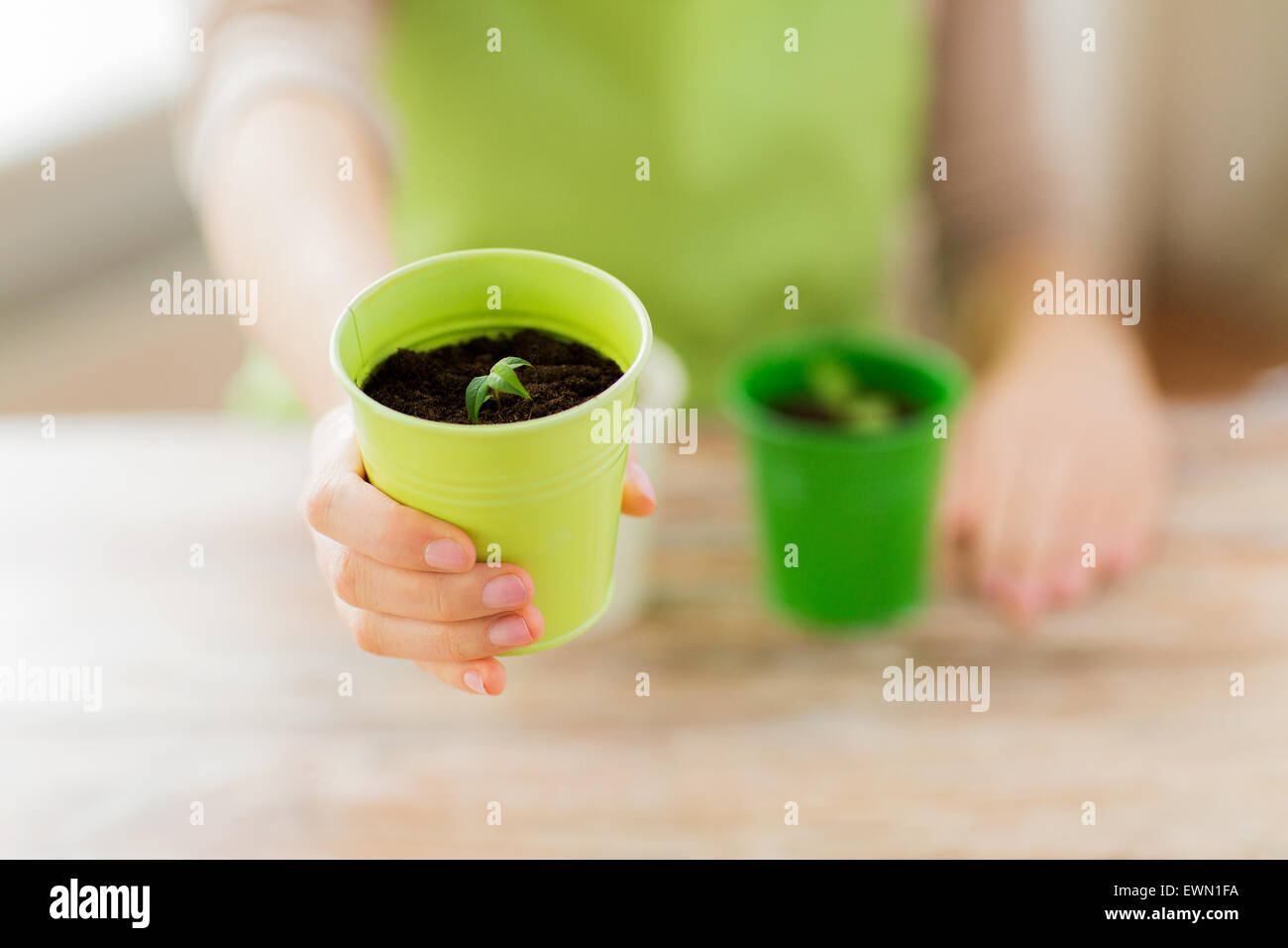 Sprout pot hi-res stock photography and images - Alamy