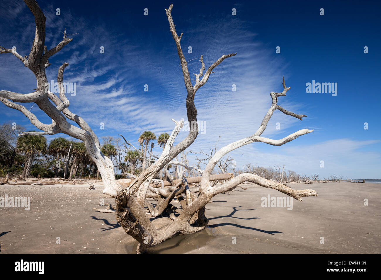 Botany Bay beach, Edisto Island, South Carolina, USA Stock Photo - Alamy