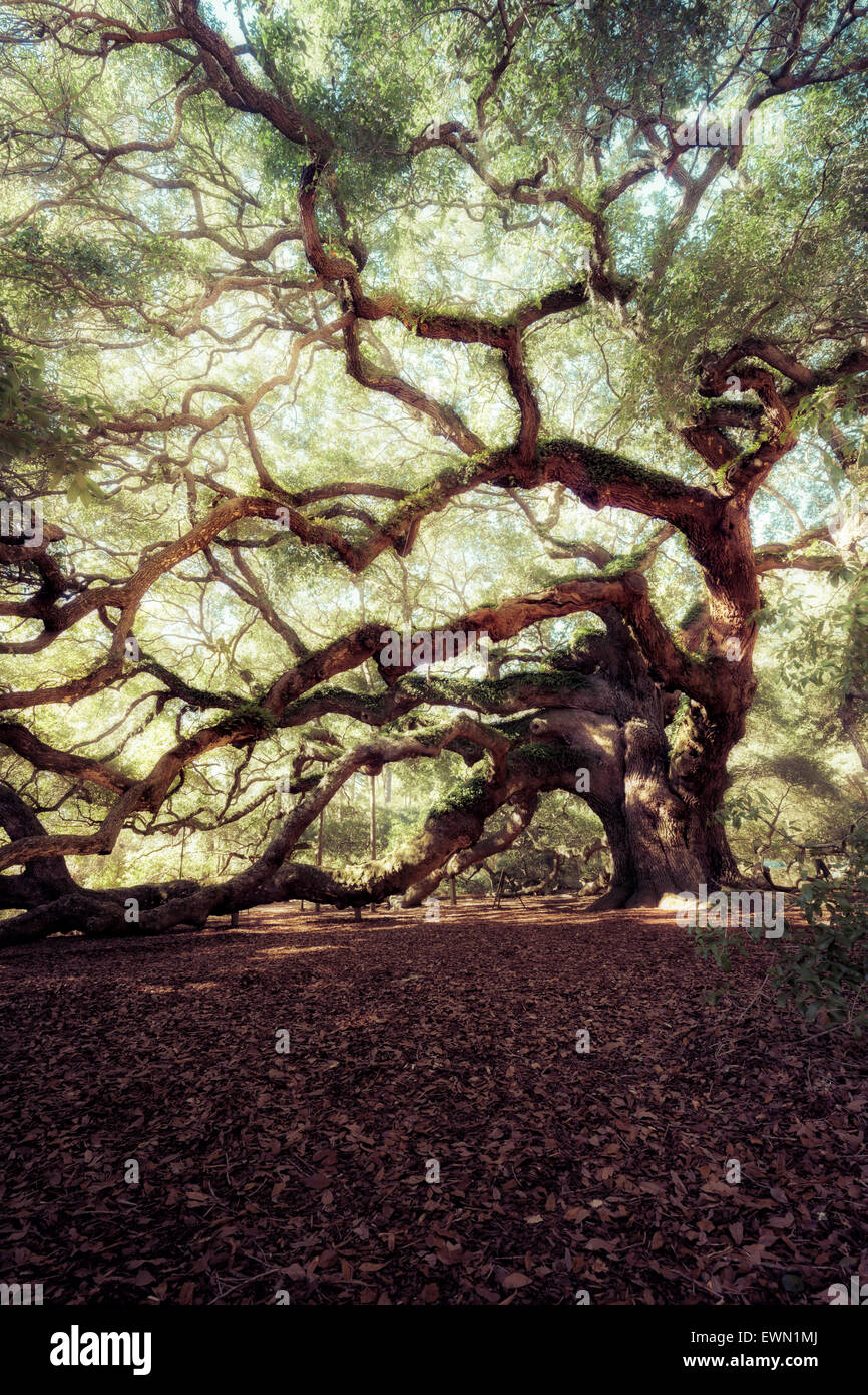 Angel oak tree hi-res stock photography and images - Alamy