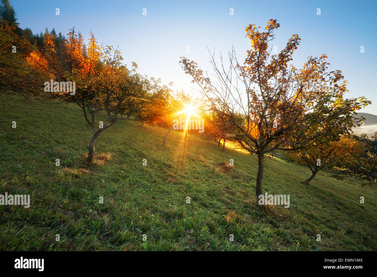 Fall colors garden at sunny morning Stock Photo - Alamy