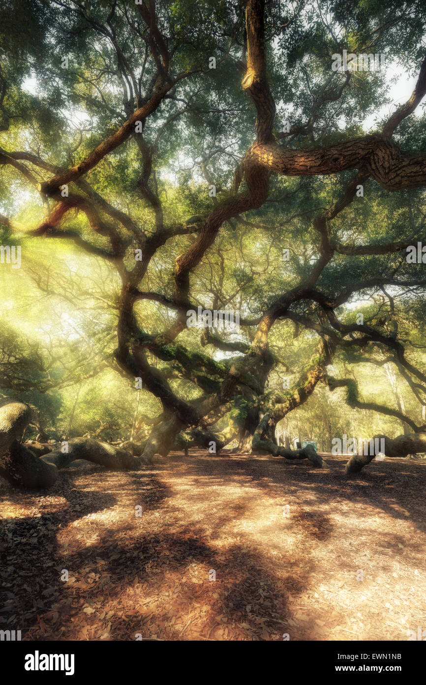 Magic forest. Angel Oak Tree, Charleston, South Carolina, USA Stock ...