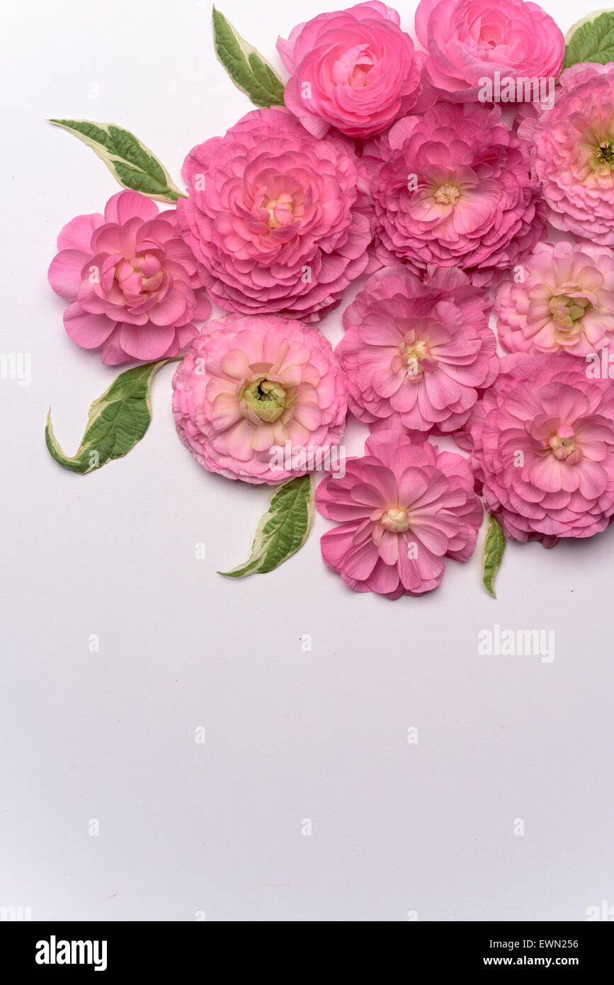 Cut blossoms of pink ranunculus Stock Photo - Alamy