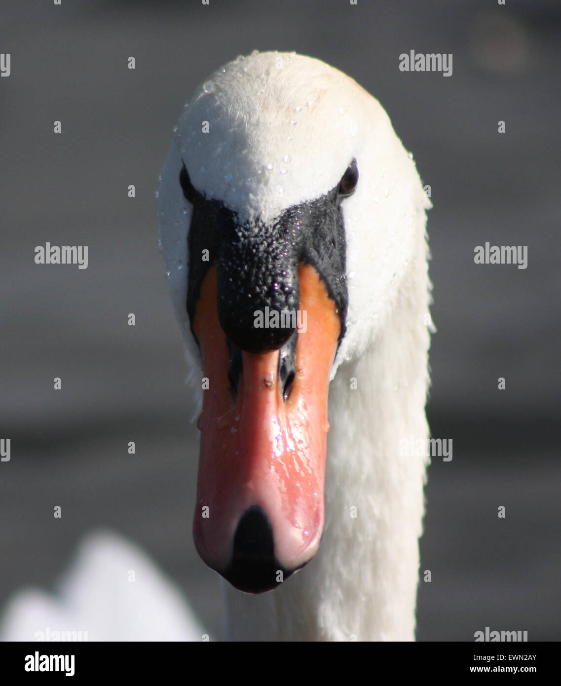 Swan Face High Resolution Stock Photography and Images - Alamy