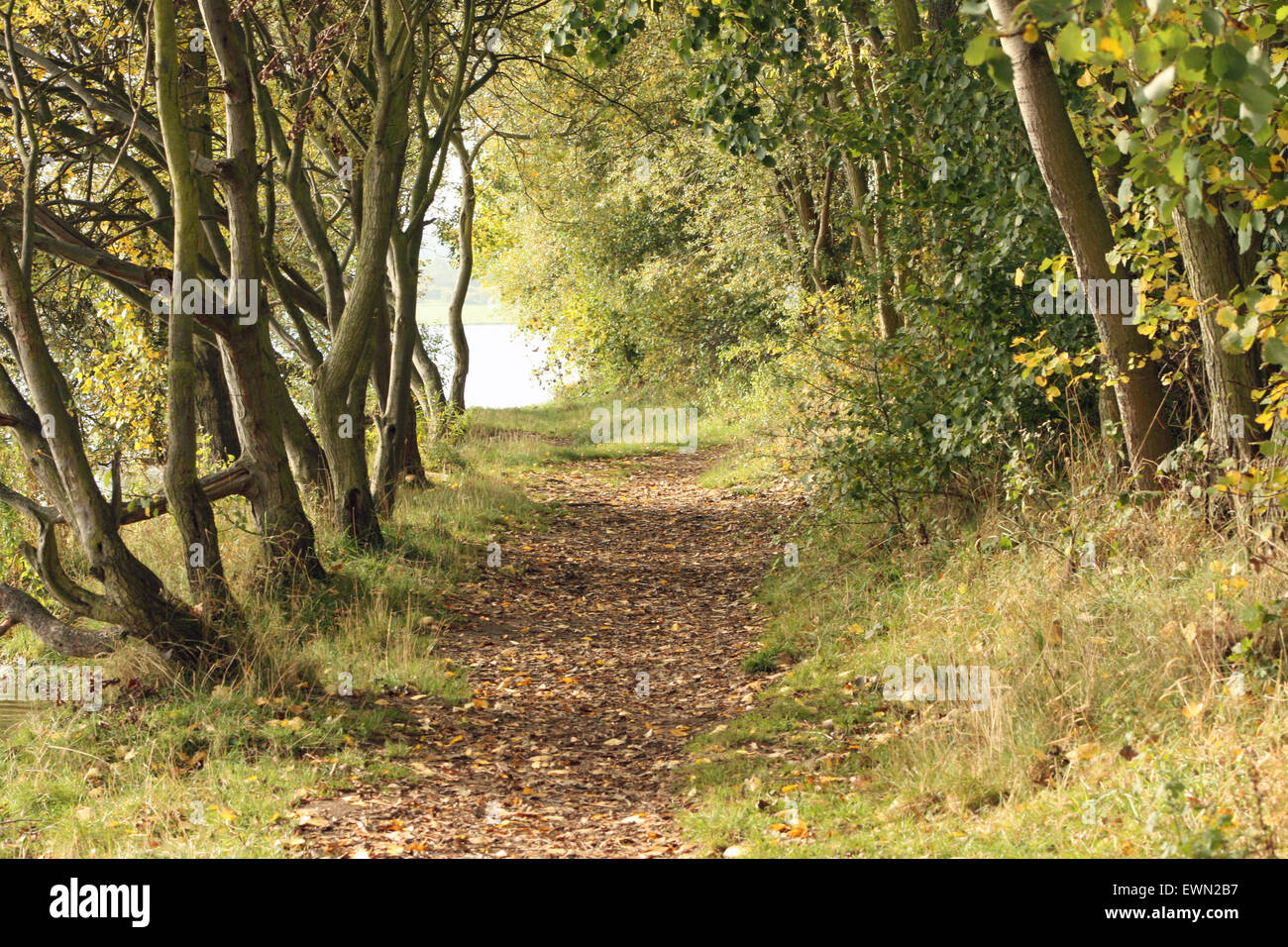 Wood Chip Path High Resolution Stock Photography and Images - Alamy
