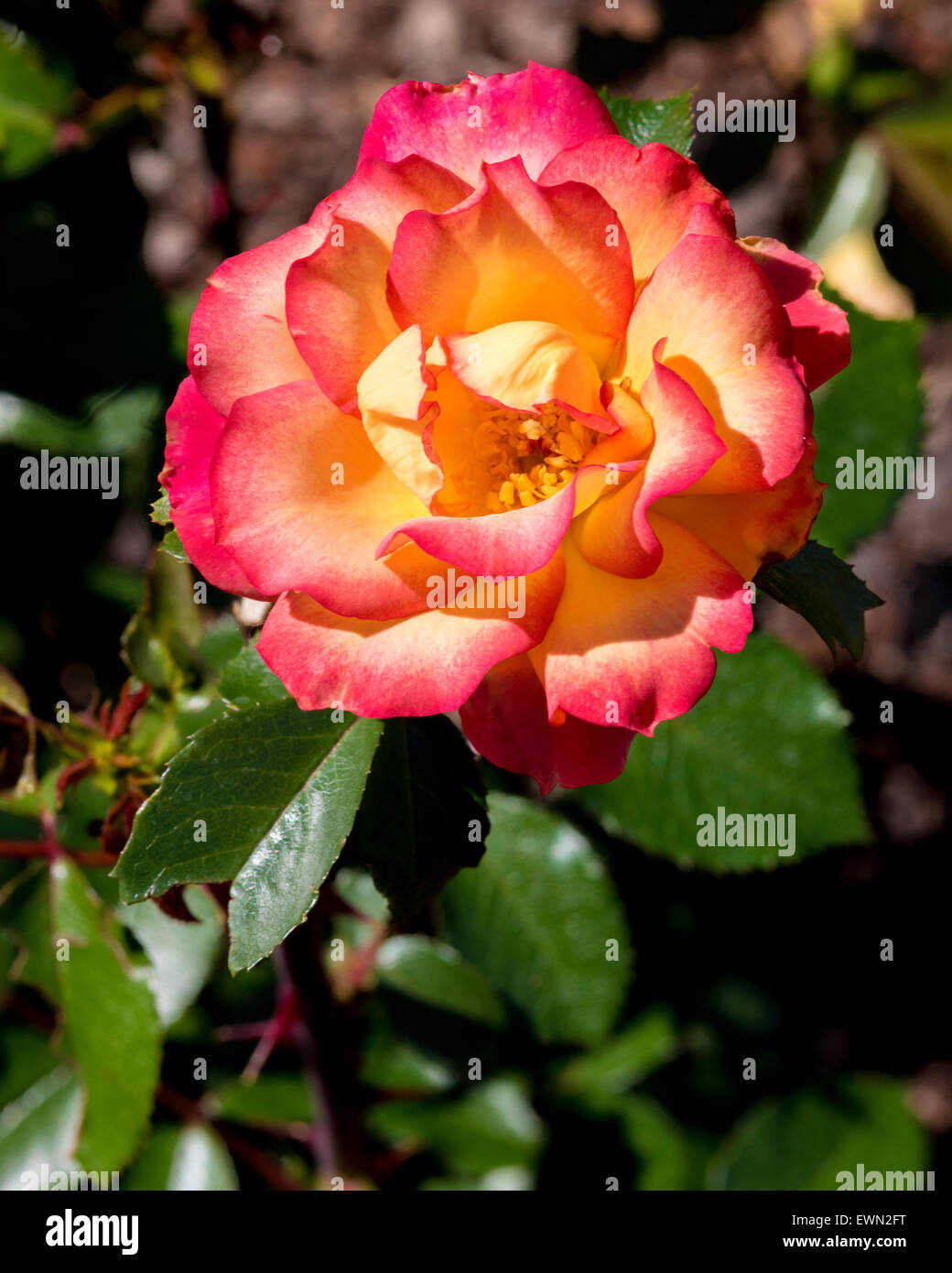 Colorful rose from a garden Stock Photo - Alamy