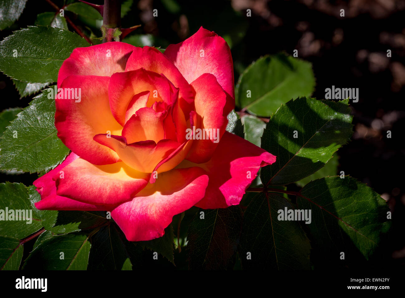 Rose multi hi-res stock photography and images - Alamy
