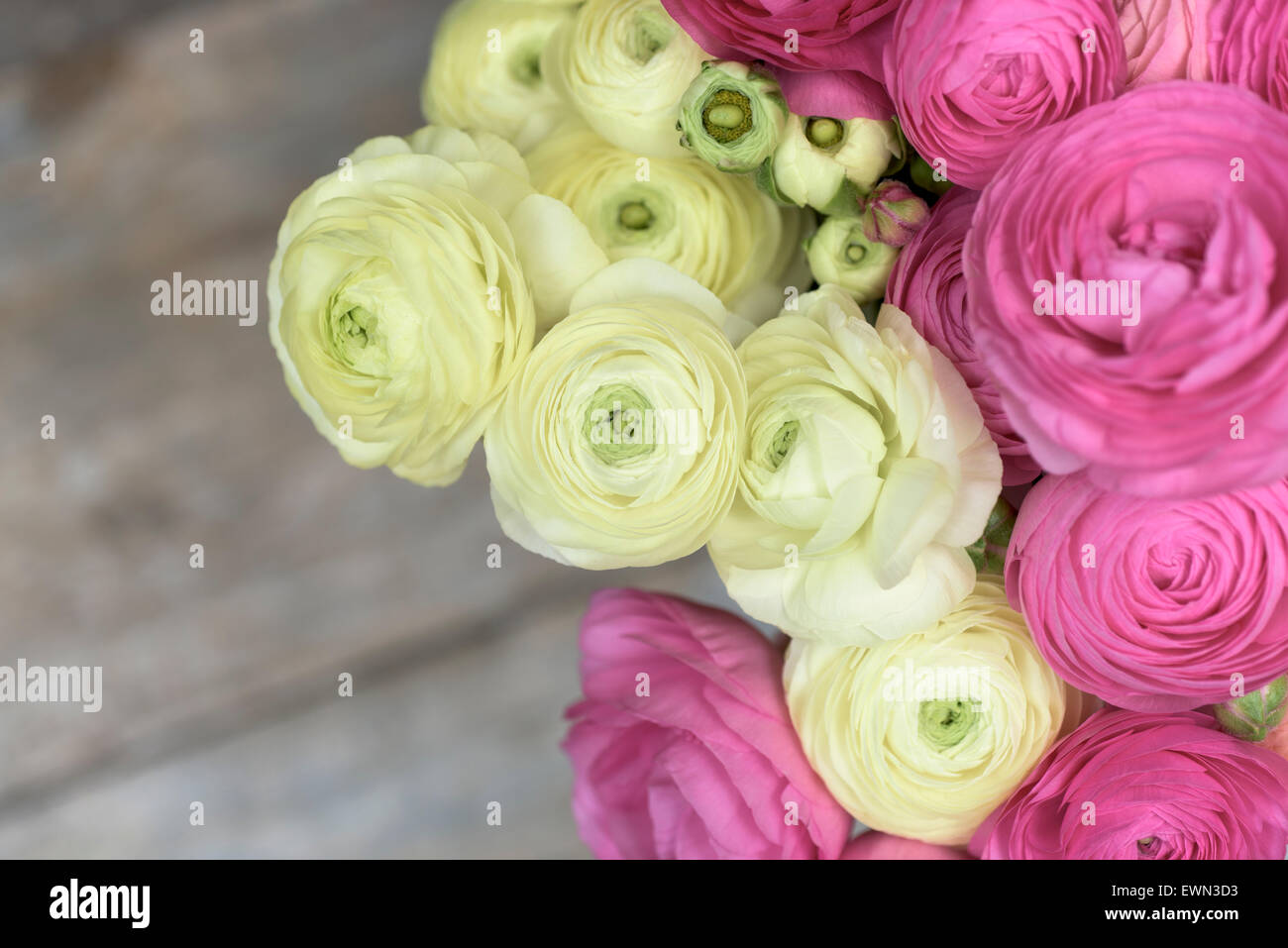 Bouquet of multi-colored ranunculus Stock Photo - Alamy