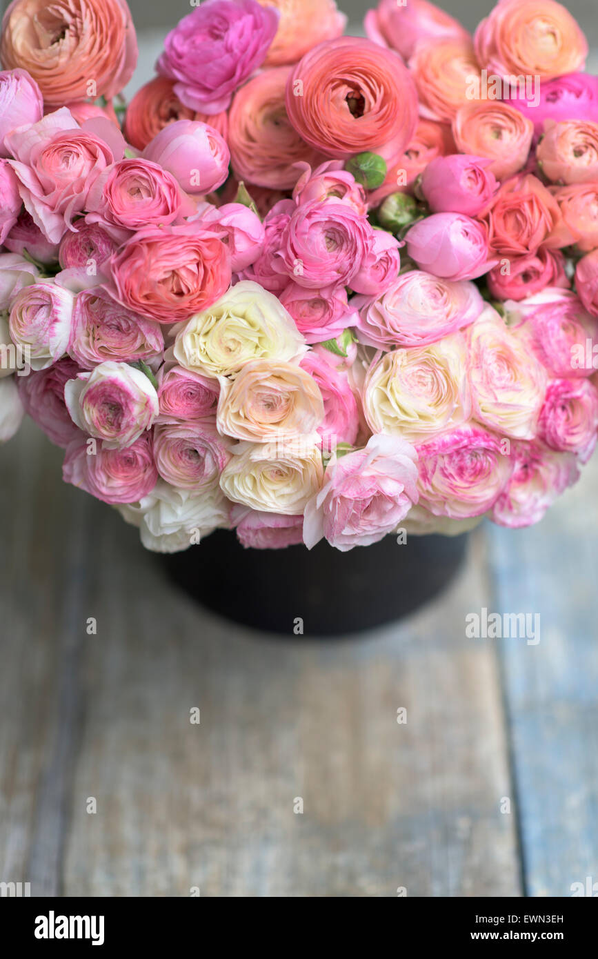 Ranunculus Bulbs Pink Confetti Mix Flower Bulbs Eden