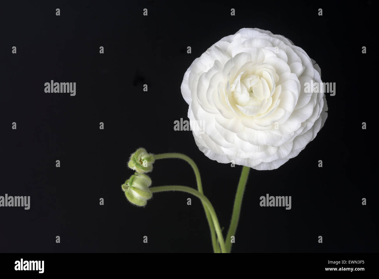Single bloom of white ranunculus on black background Stock Photo - Alamy