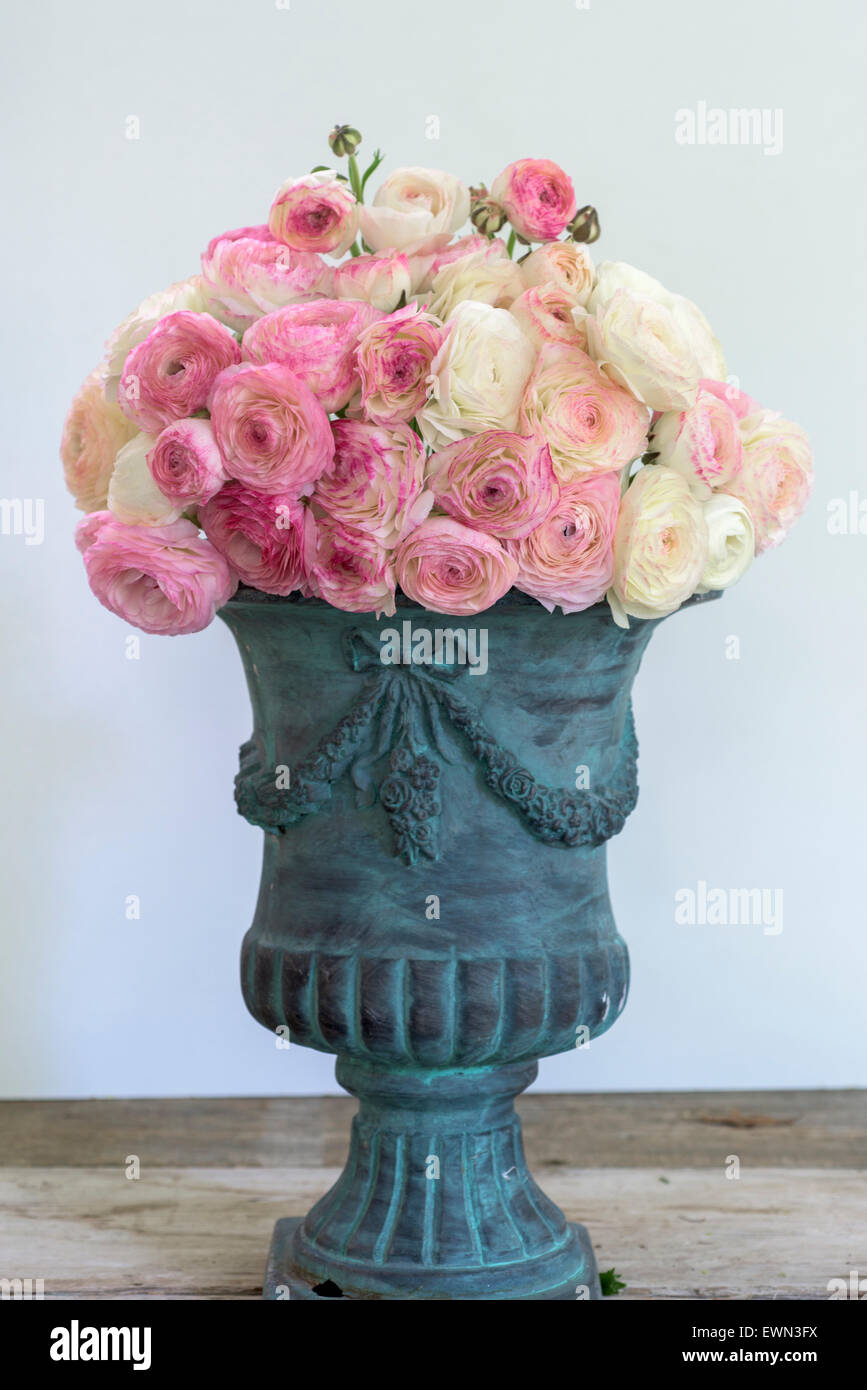 Bouquet of pink and white ranunculus in blue urn Stock Photo - Alamy