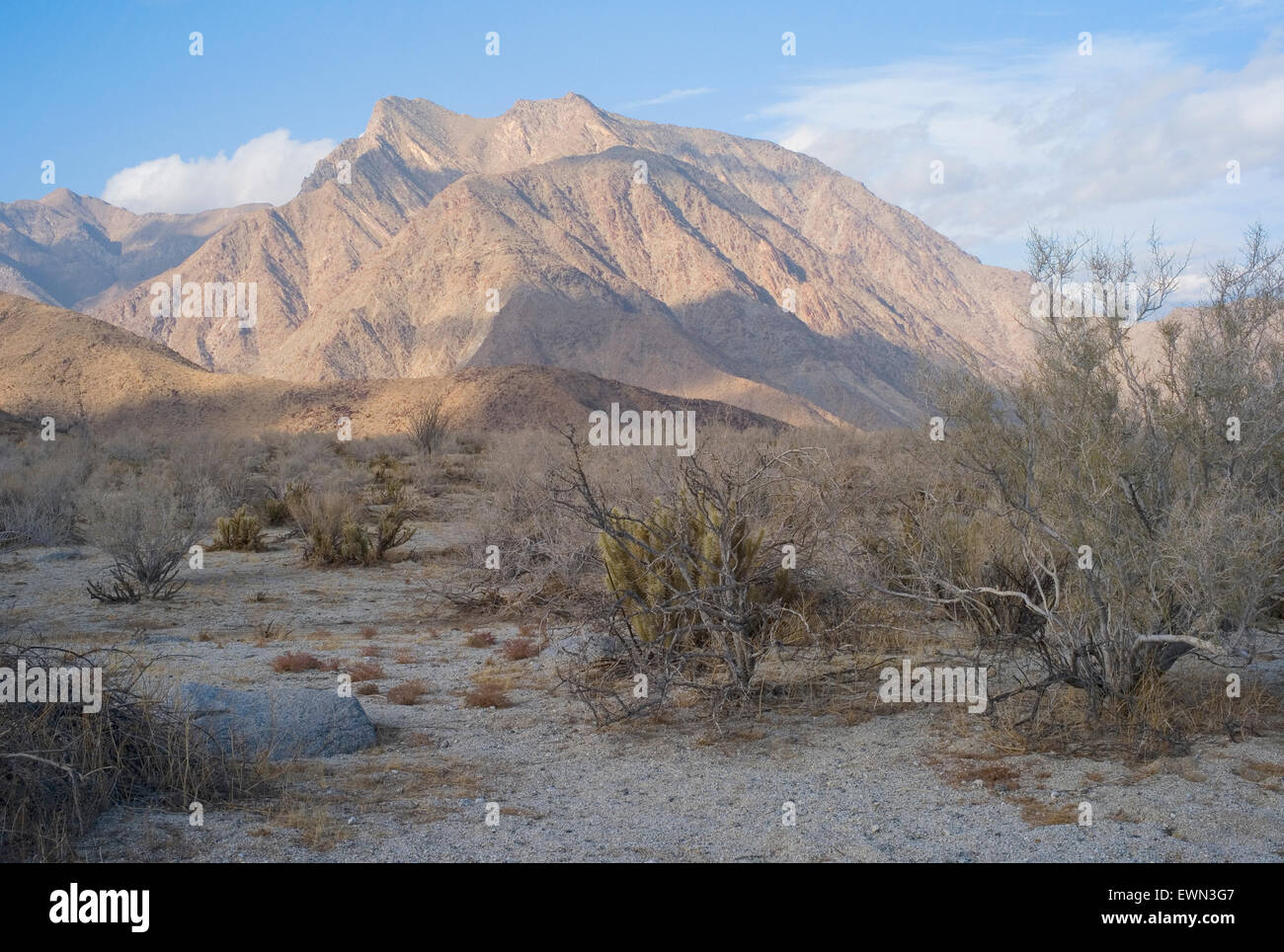 Landscape Trees Southern California