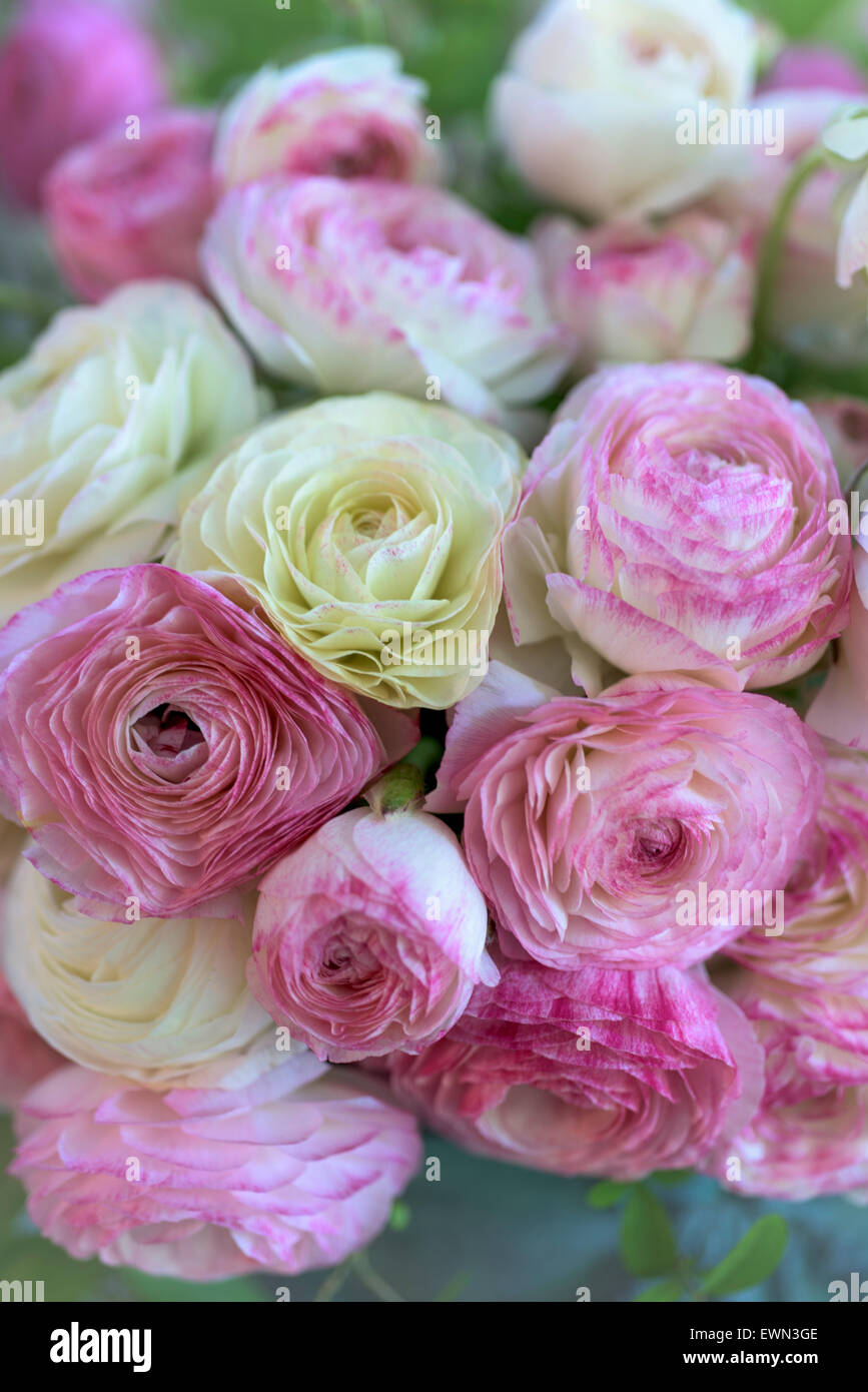 Bouquet of pink and white ranunculus in blue urn Stock Photo - Alamy