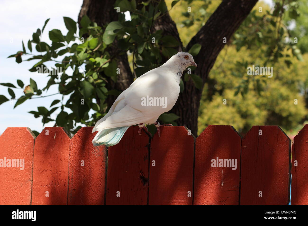 Random bird hi-res stock photography and images - Alamy