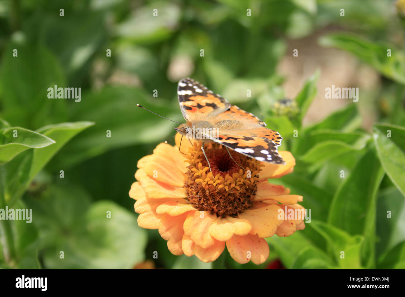 Painted lady flower hi-res stock photography and images - Alamy