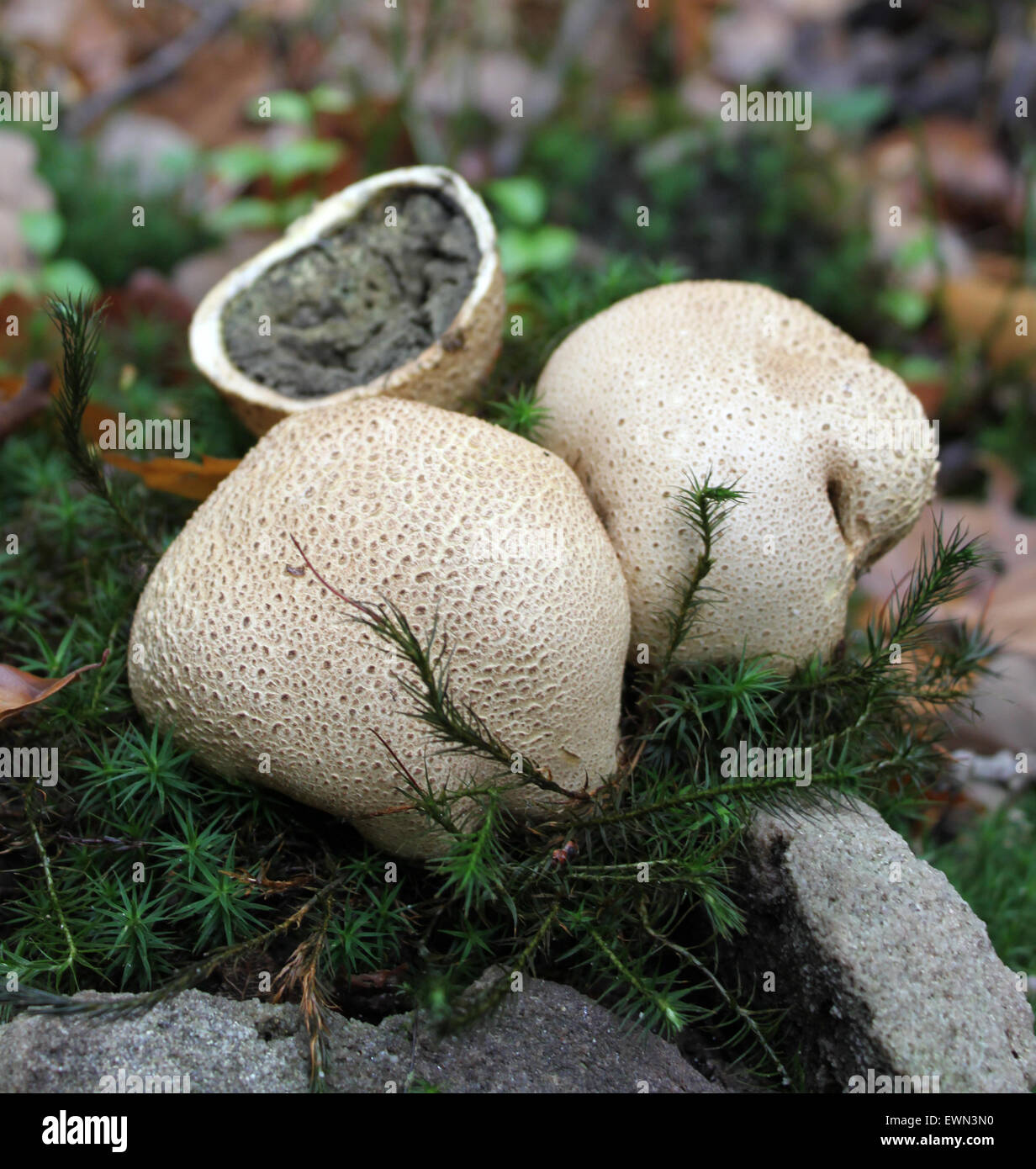Fungus Of Puffball High Resolution Stock Photography and Images - Alamy