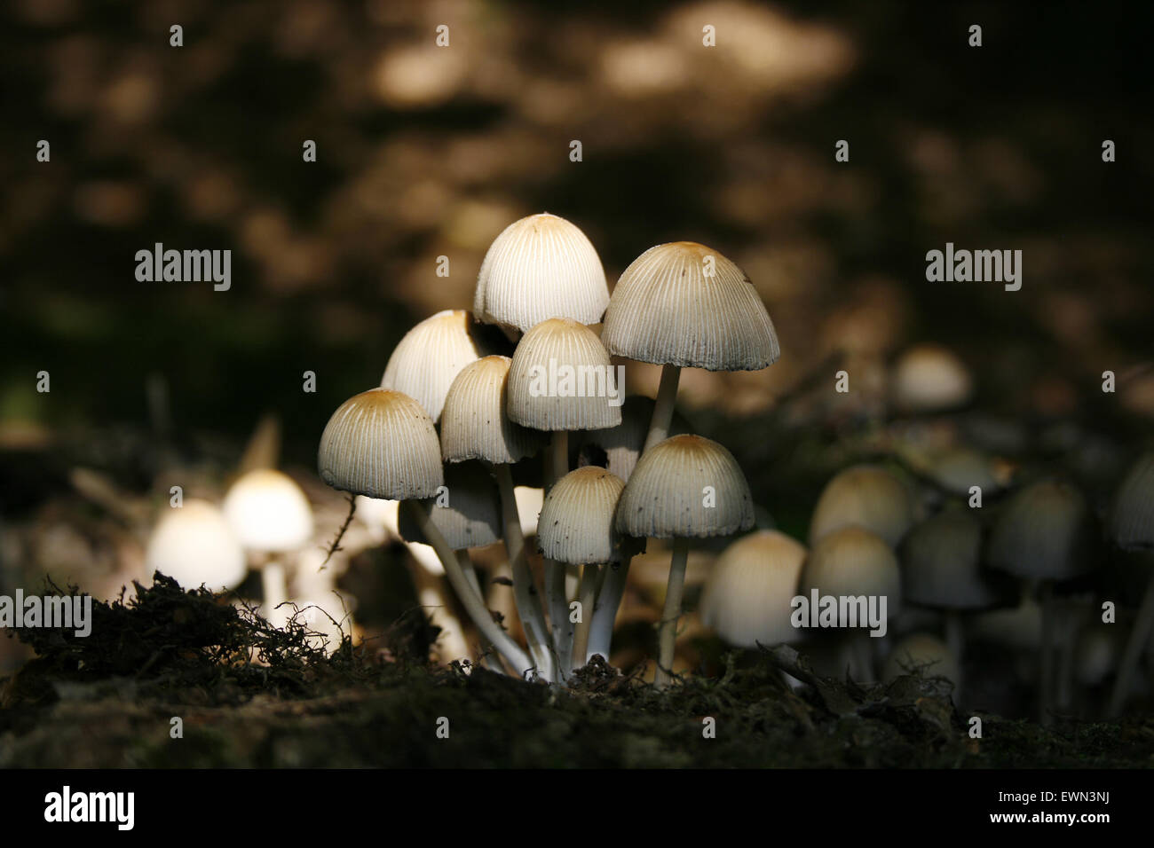Pilze im wald hi-res stock photography and images - Alamy