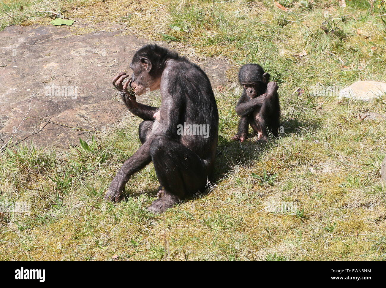 Mature Female Bonobo or Pygmy Chimpanzee (Pan Paniscus) with her young ...
