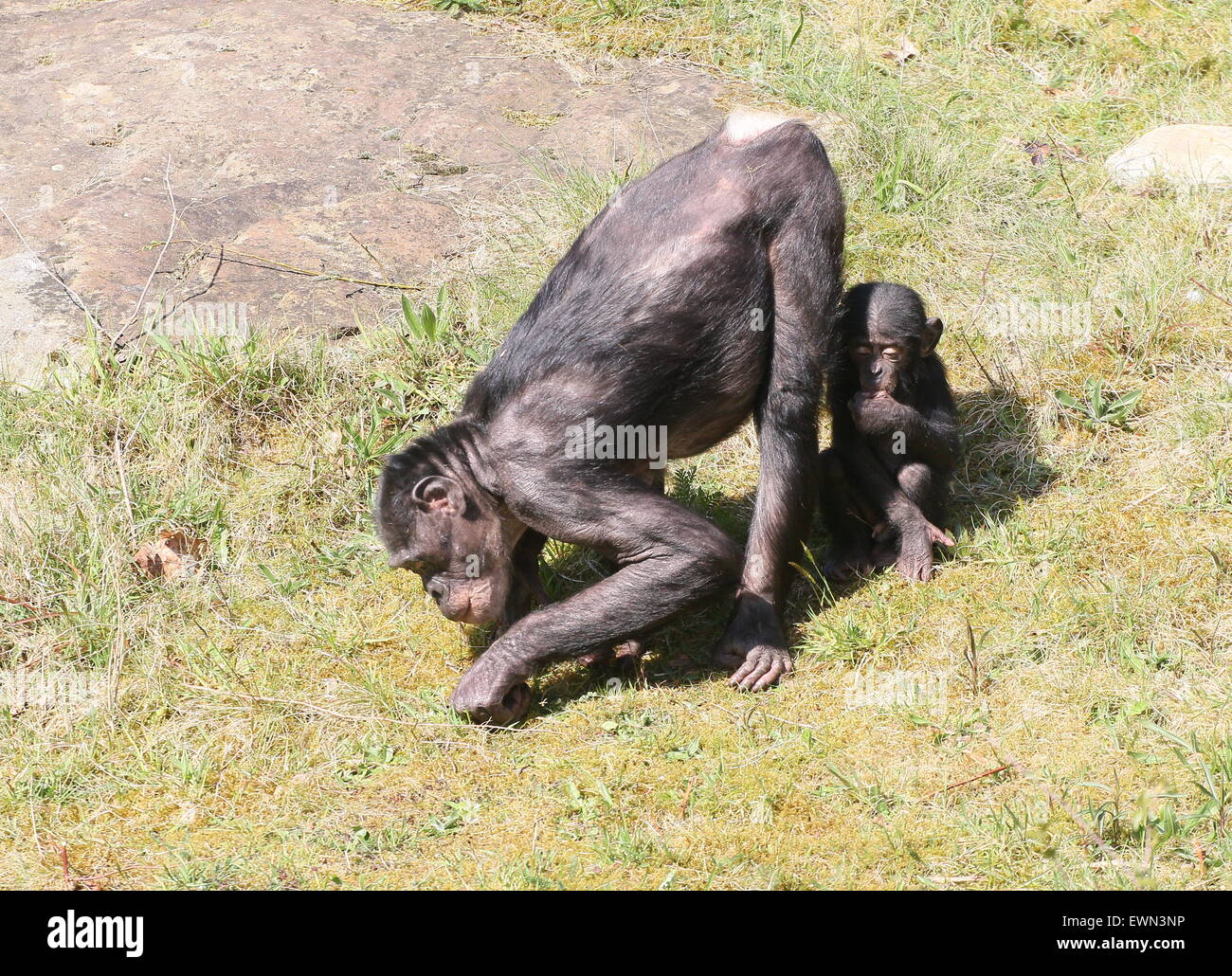 Mature Female Bonobo or Pygmy Chimpanzee (Pan Paniscus) with her young ...