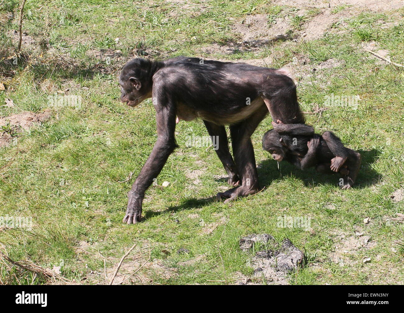 Mature Female Bonobo or Pygmy Chimpanzee (Pan Paniscus) with her young ...