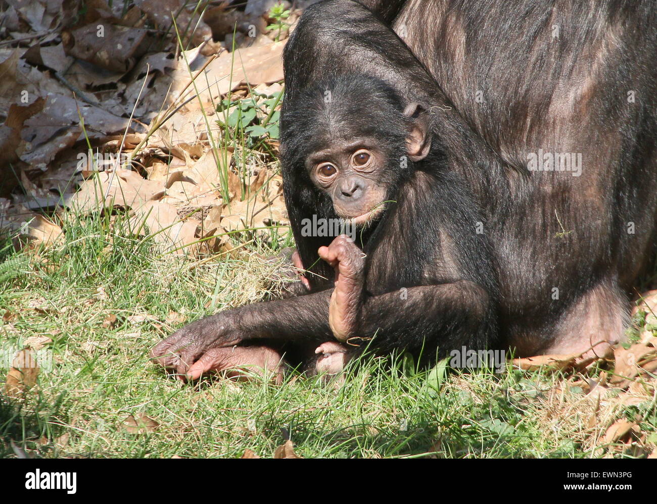 Baby African Bonobo or Pygmy Chimpanzee (Pan Paniscus) lying down next ...